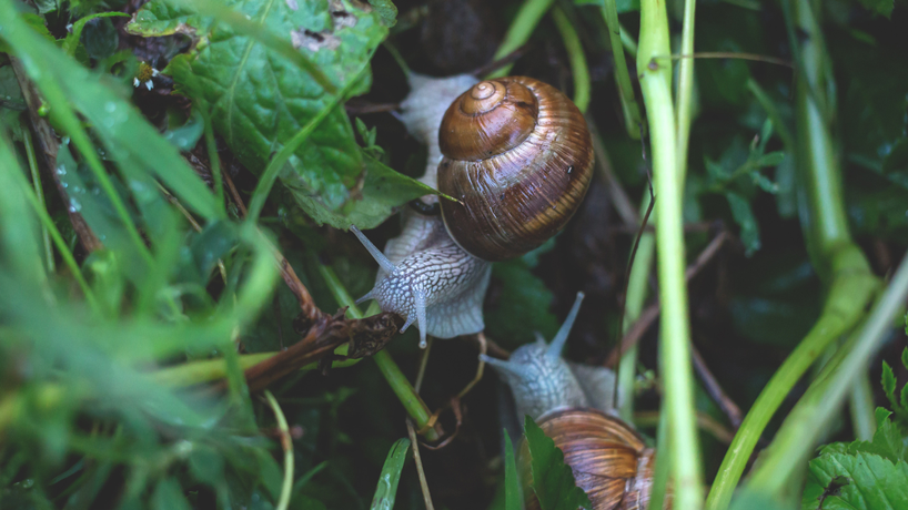 How Long do Snails Sleep? | Tuft & Needle